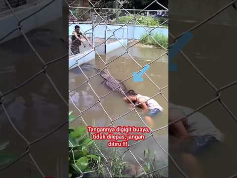 Main Sama Buaya !!! Tangan Diterkam !!! Jangan DiTiru !!!