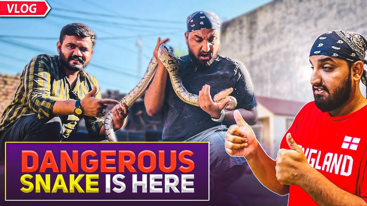 Breeding Our Pythons 😃|Python ka Pair lga diya😨 - YouTube