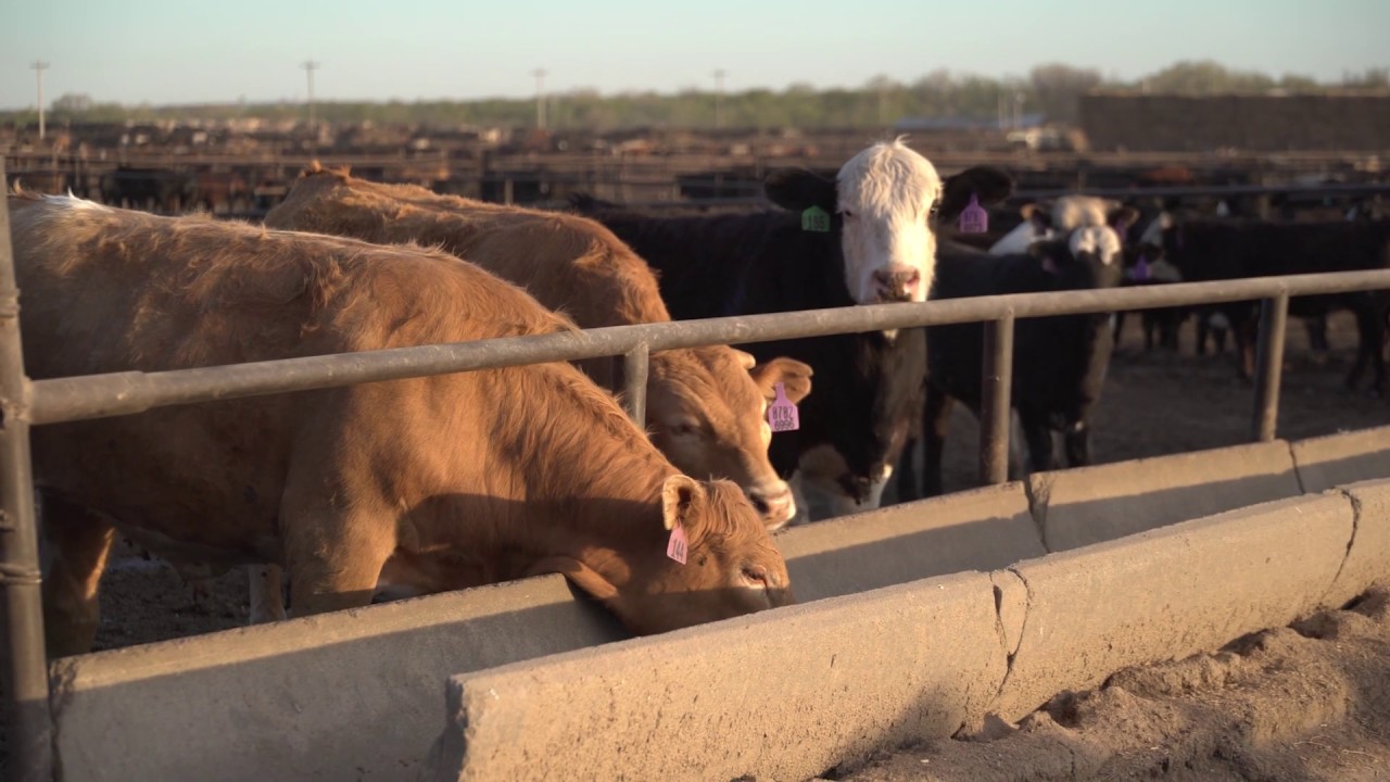 Celebrating Beef Month - YouTube