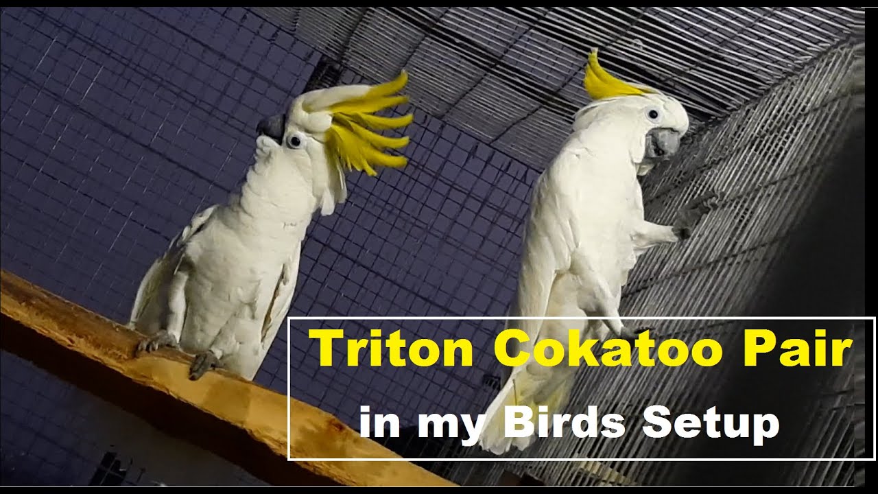 Triton Cockatoo Pair