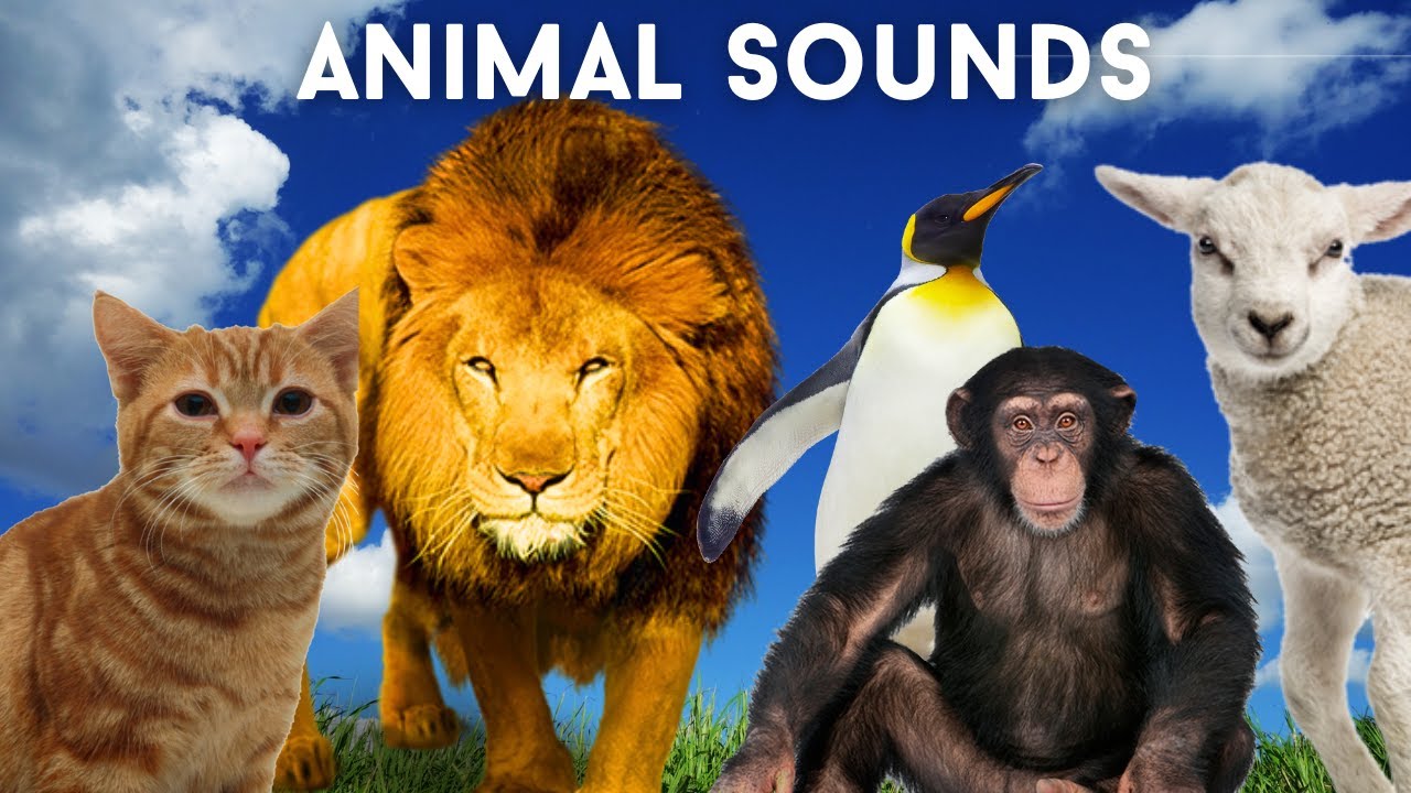 Wild Symphony: An Epic Compilation of Animal Sounds! - YouTube