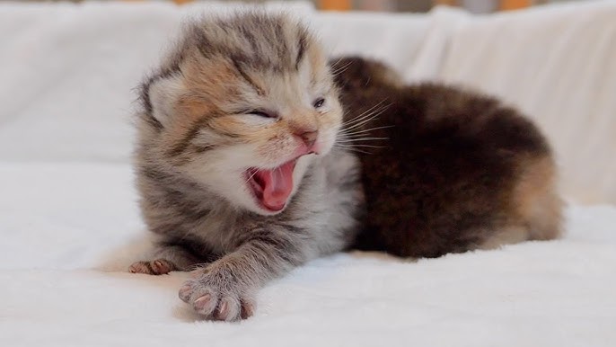 Cute Cat Yawning
