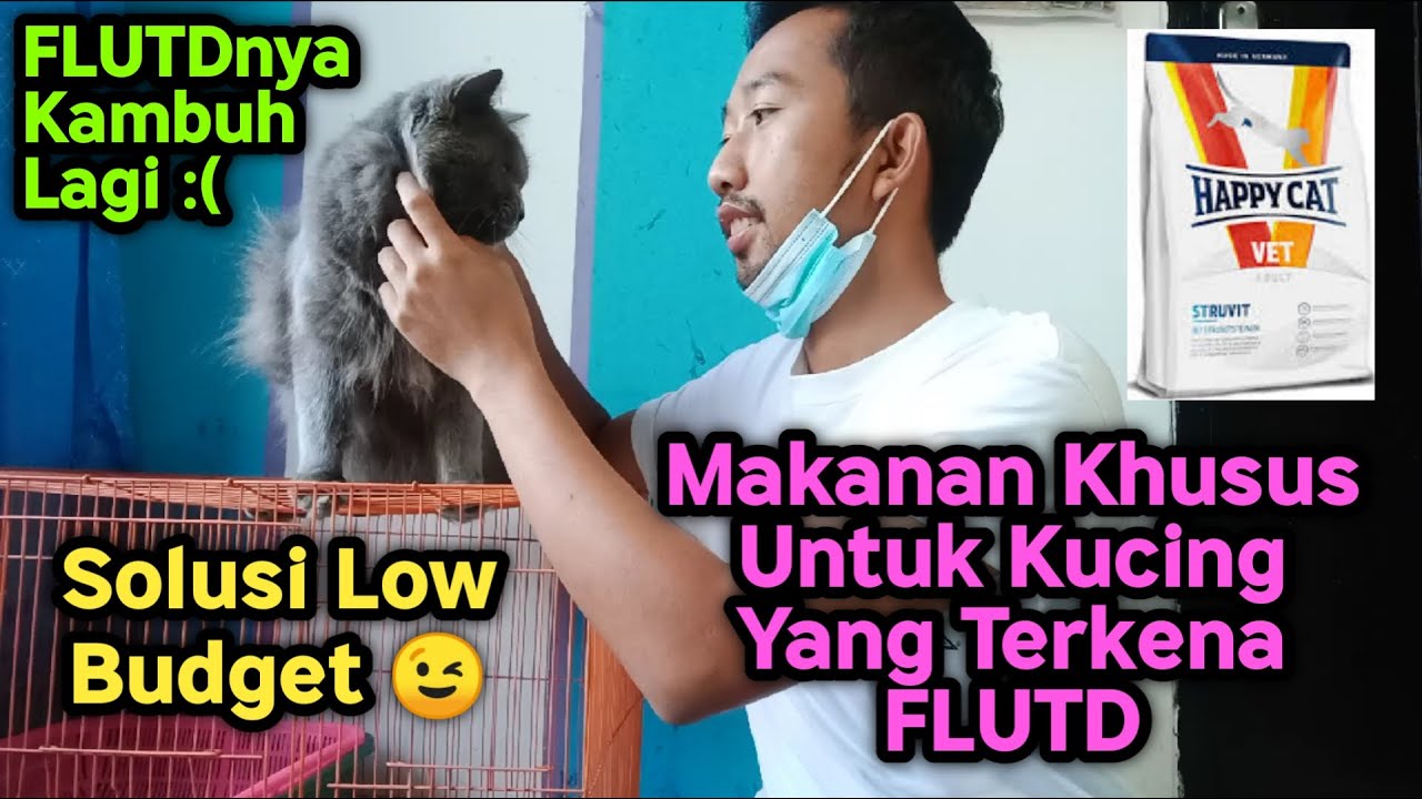 Makanan Khusus Kucing FLUTD - YouTube