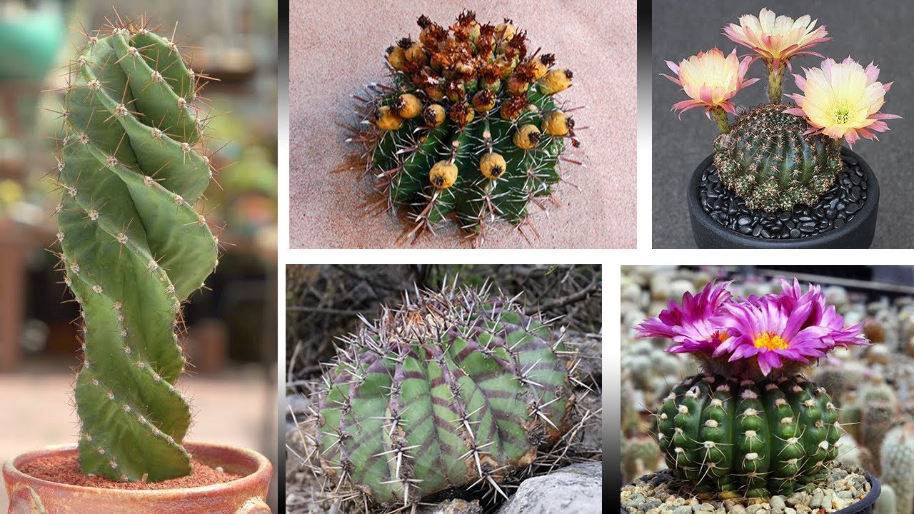 19 Tipos de Cactus que debes conocer 😍🌵! - YouTube