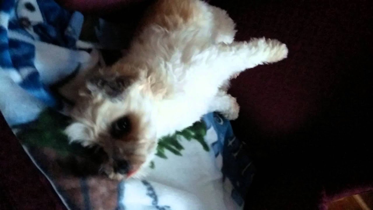 Pomachon Elvis Presley Good Morning Video - YouTube