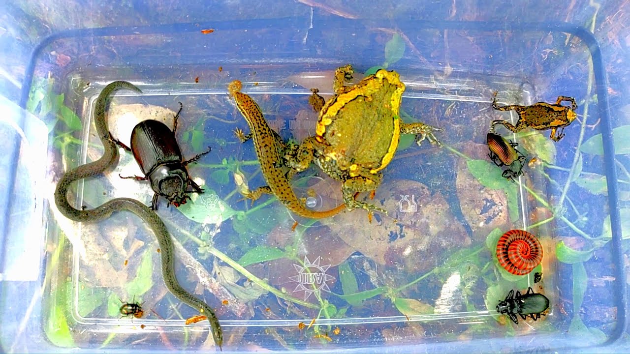 Hunt vicious black snakes and various unique animals and insects - YouTube