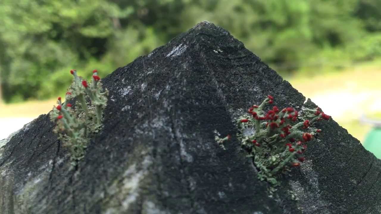 (Cladonia cristatella) British soldier lichen, Red soldier lichen ...