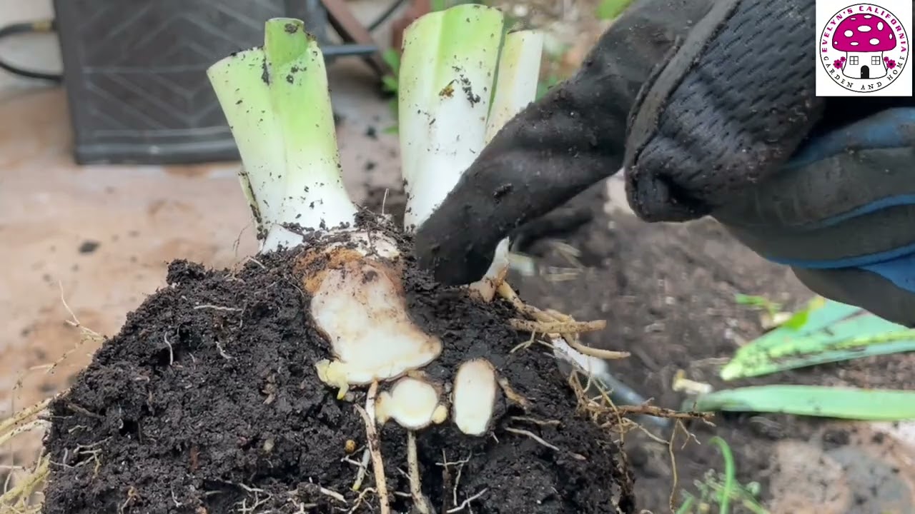 Iris Rhizome Rot
