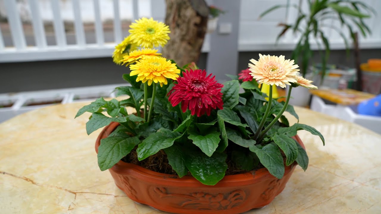 Magst du einen schönen Topf Gerbera wie diesen? Anbau von Gerbera in ...