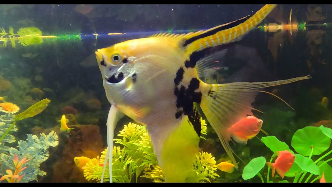 Beautiful colorful fish swimming in the aquarium #003 - YouTube