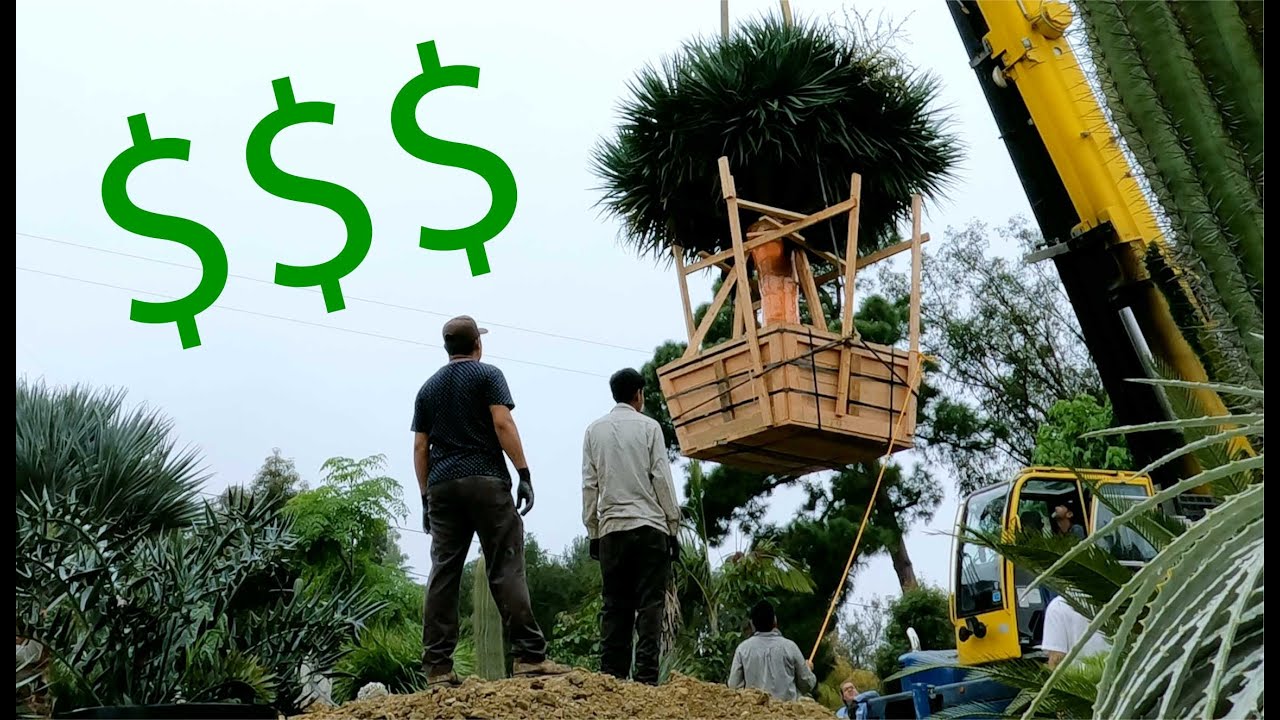 What does it take to move a $15,000 tree? HUGE Dracaena draco specimen ...
