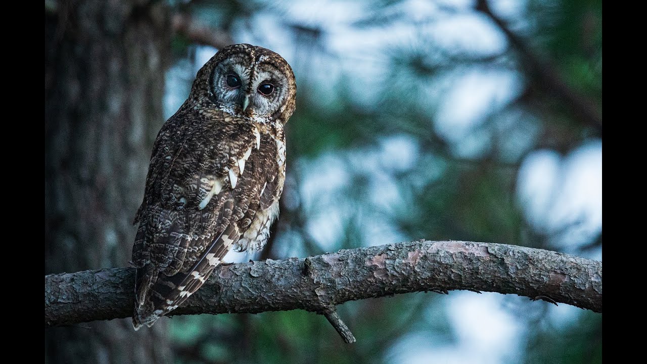 Himalayan Wood Owl : Lansdowne (Uttarakhand) - YouTube