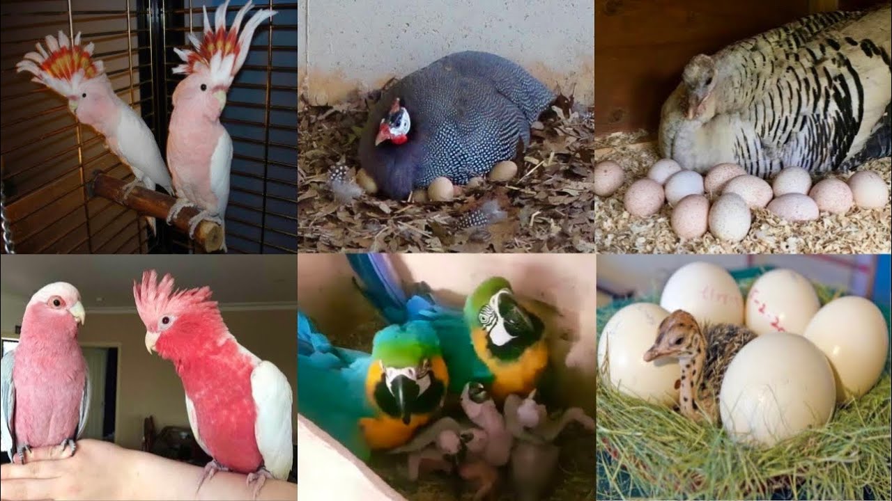 Hen Hatching Eggs, Pheasant, Peacock, Parrots, Sparrow, Breeding Setup ...