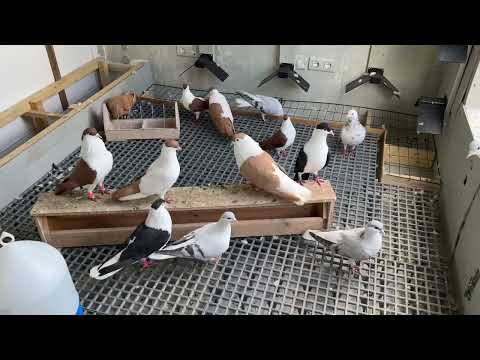 Kaftar Afghani in Sweden 23