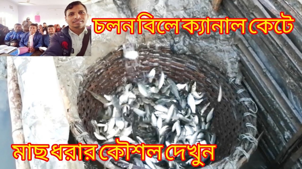 চলনবিলে ক্যানাল কেটে মাছ ধরার কৌশল দেখুন | Channel Cut Fishing ...
