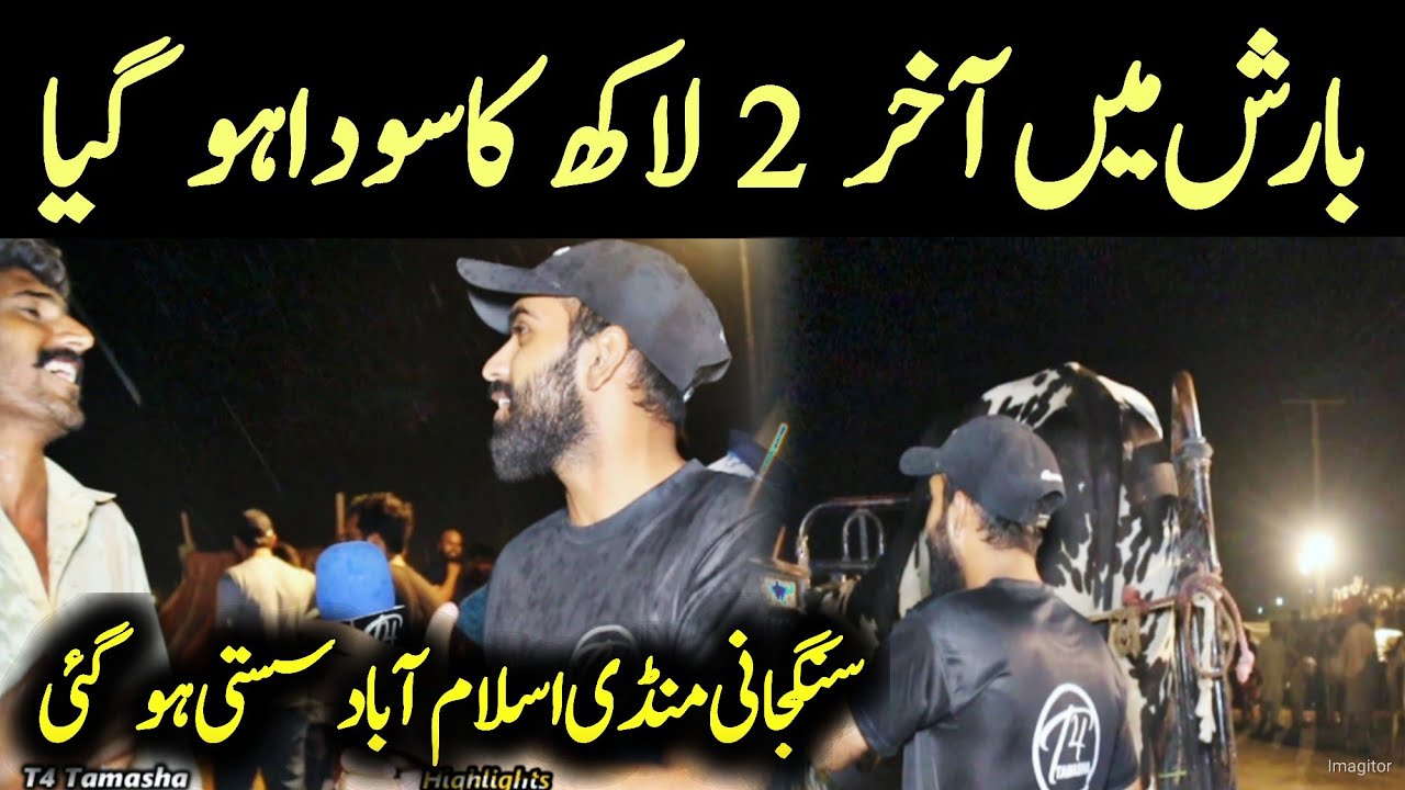 sangjani Mandi sasti ho gai - bakra Mandi 2023 - live Bargaining 2 lakh ...