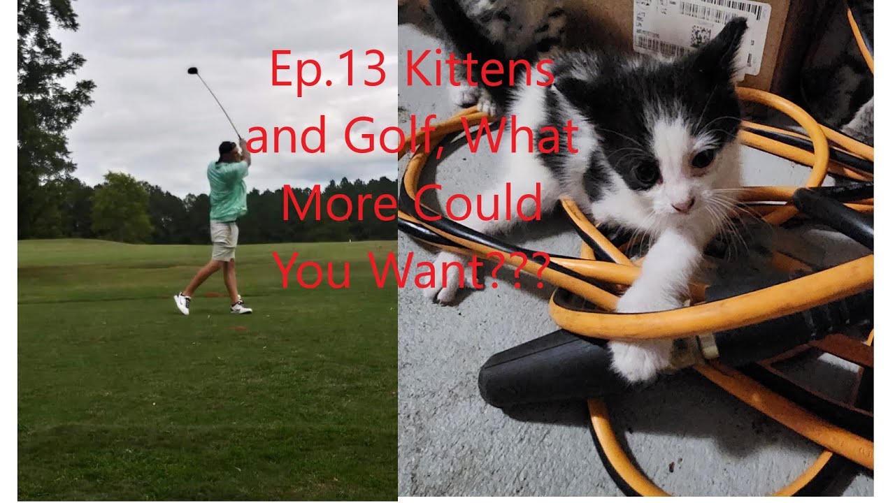 Episode 13 Kittens & Golf, What More Could You Want???? - YouTube