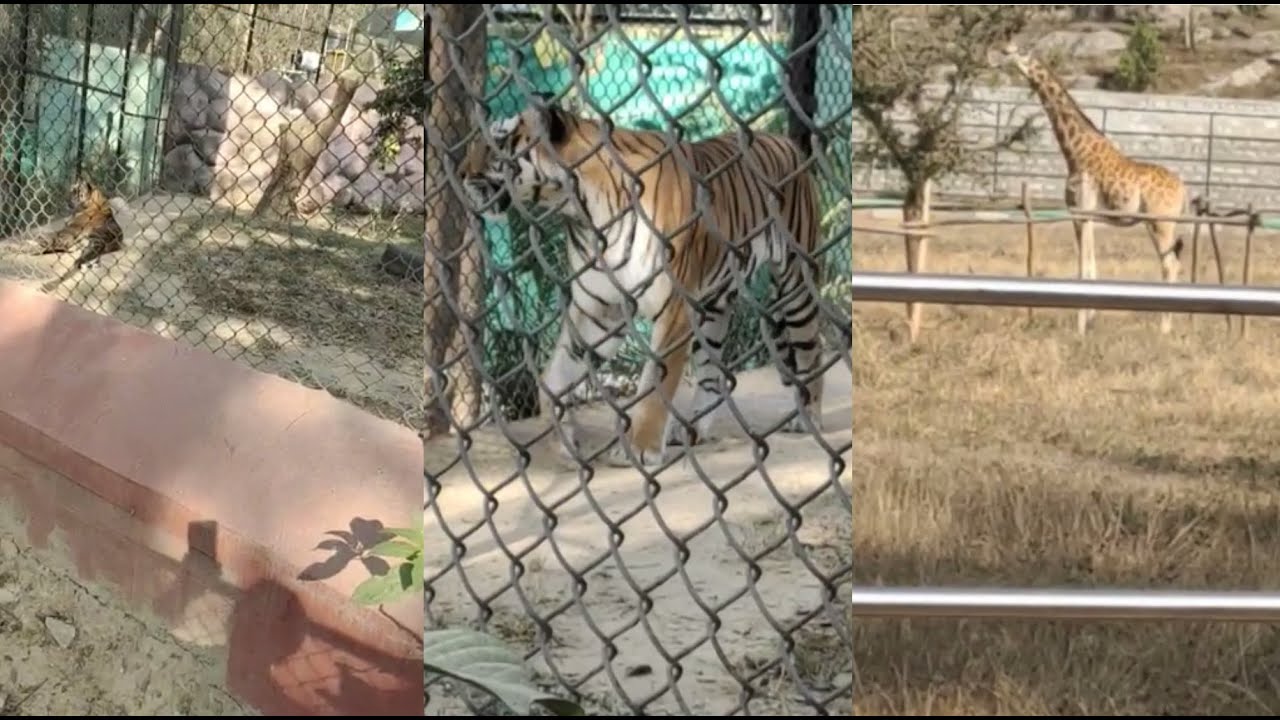 Bengal Tiger & Giraffe at zoo - YouTube