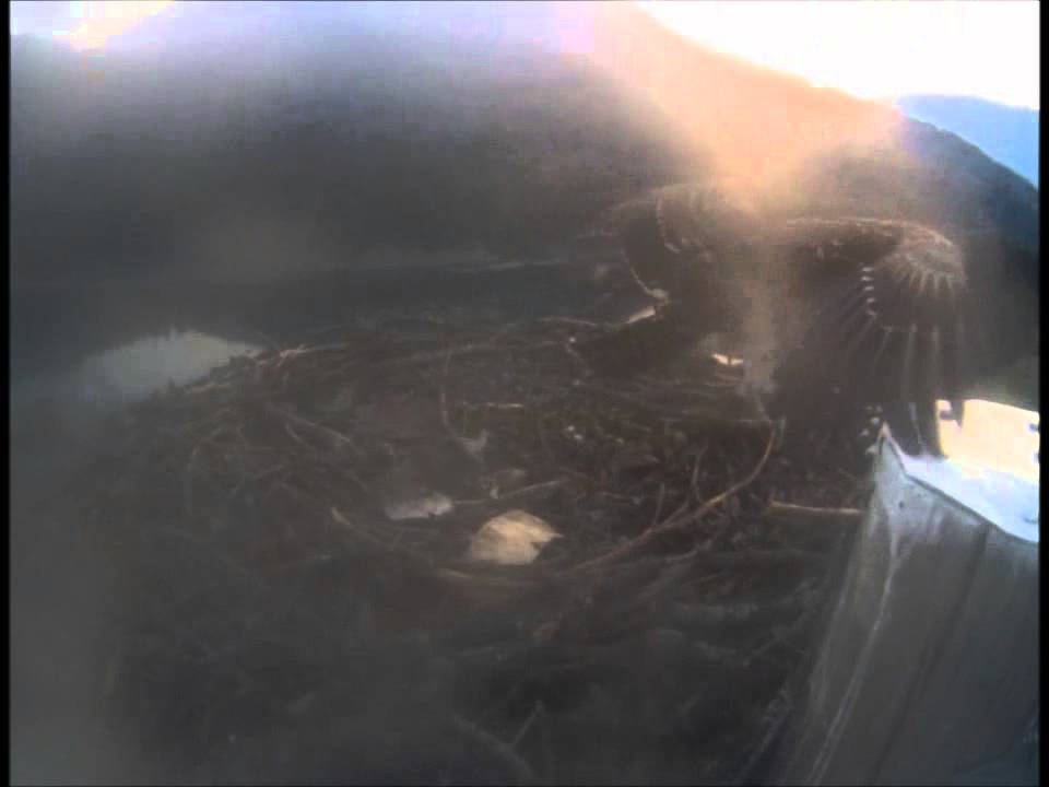 Nelson BC Osprey Arrow takes 3rd flight 6:02am 8-14-2015 - YouTube