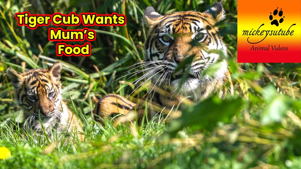 Chester Zoo Tiger Cubs Want Their First Solid Food From - YouTube