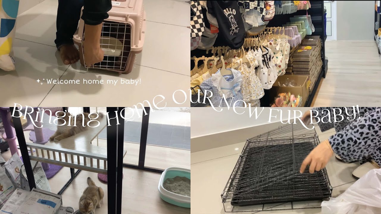 [Part 1] Bringing Home Our New Fur Baby! DIY Cat Cage Build & Cozy ...