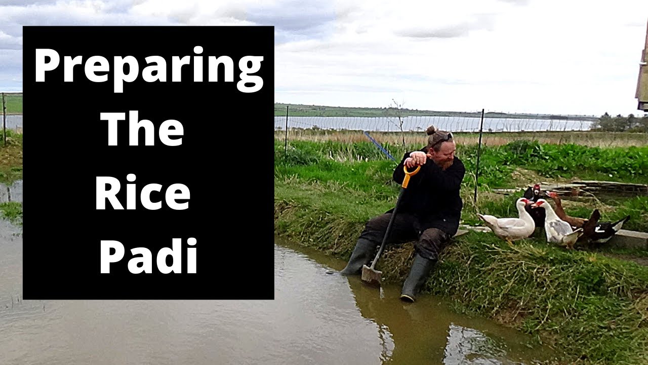 Preparing the rice padi field (with some help from the ducks) - YouTube