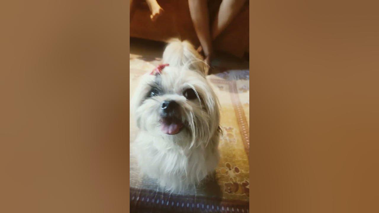 Chunu leo dog apt#shorts - YouTube