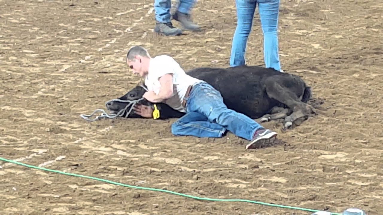 Houston Livestock Show & Rodeo Calf Scramble - YouTube