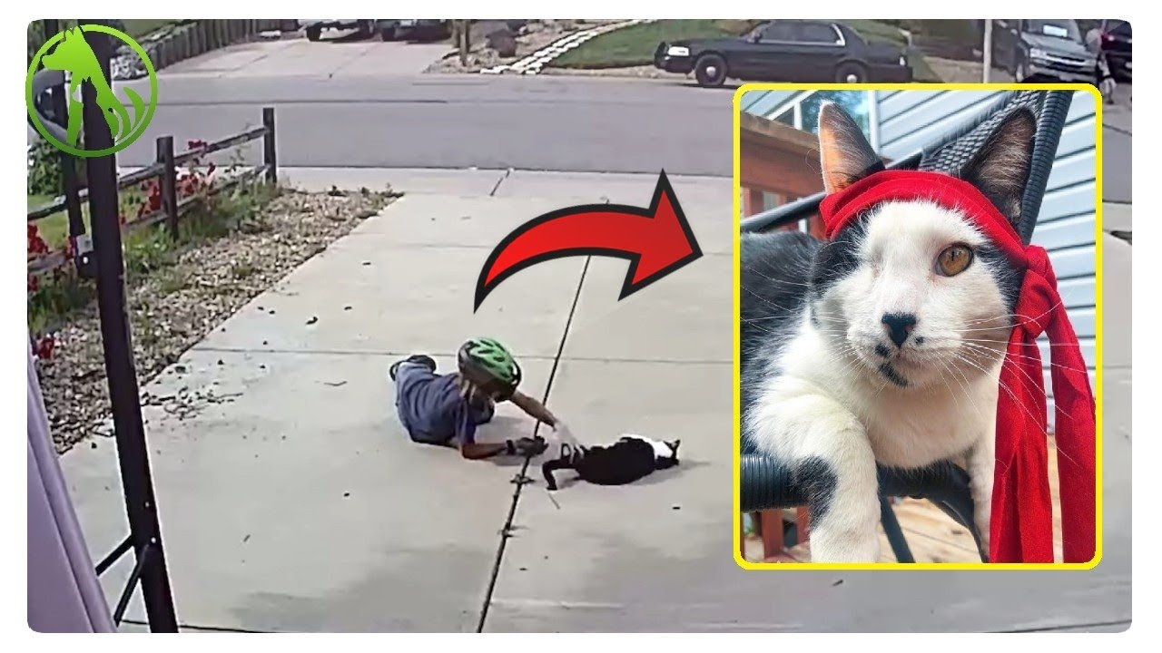 Boy Caught On Camera Playing With Neighbor’s ‘Misunderstood’ Cat - YouTube