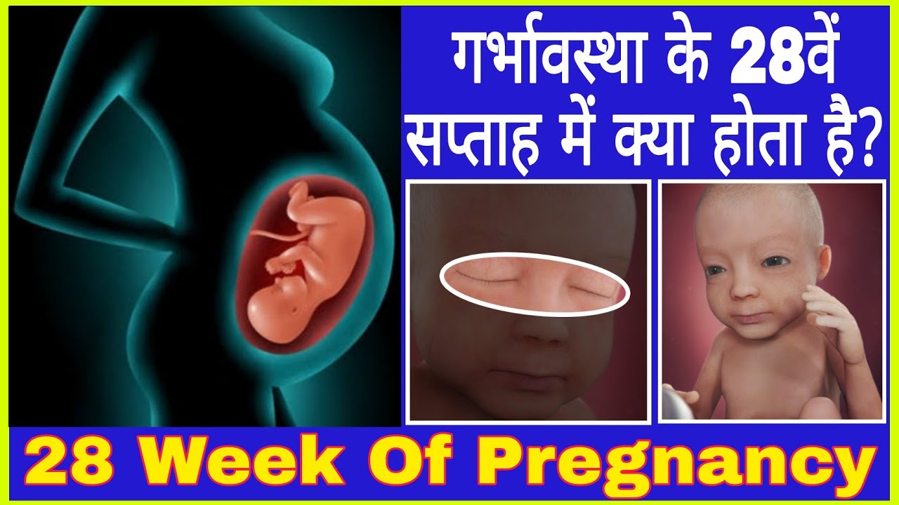 गर्भावस्था का २८ वा सप्ताह | 28th week - Pregnancy week by week | 28 ...