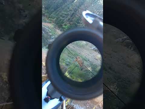 Deer Hunting Tikka T3 Lite 7mm Remington Magnum