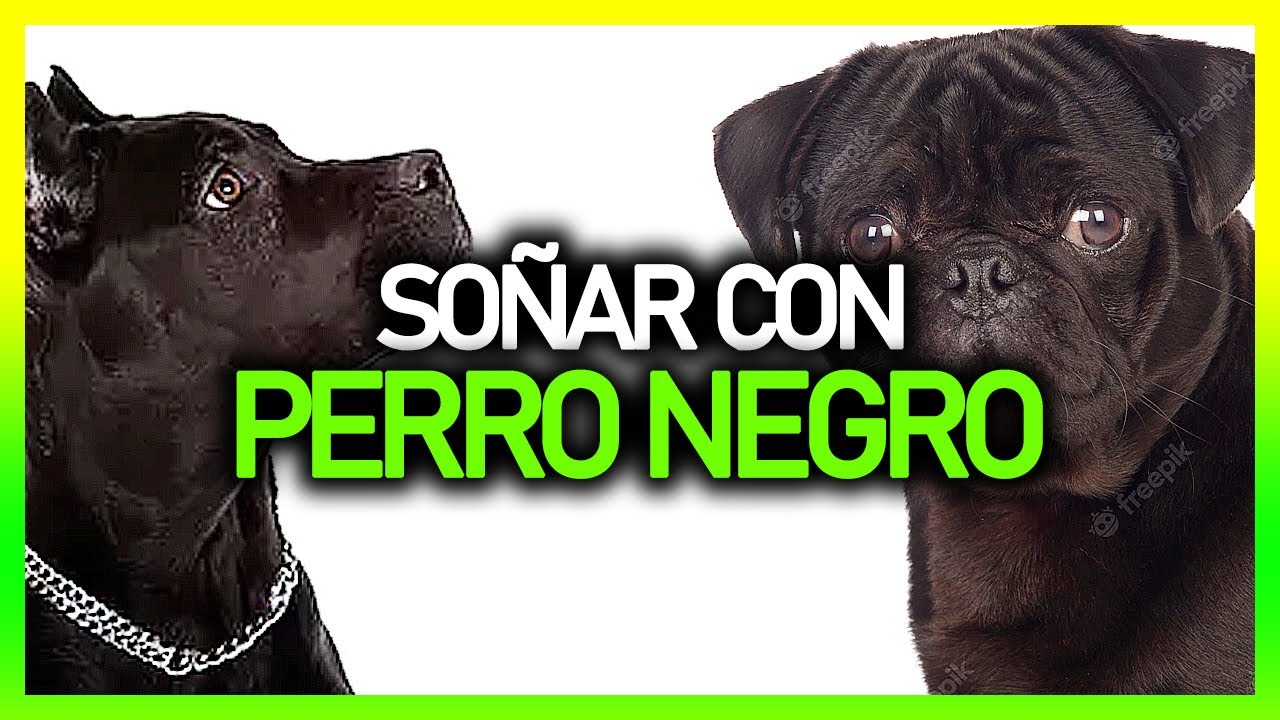 Qué significa SOÑAR CON UN PERRO NEGRO 🐶 | Significado de los sueños 💤 ...