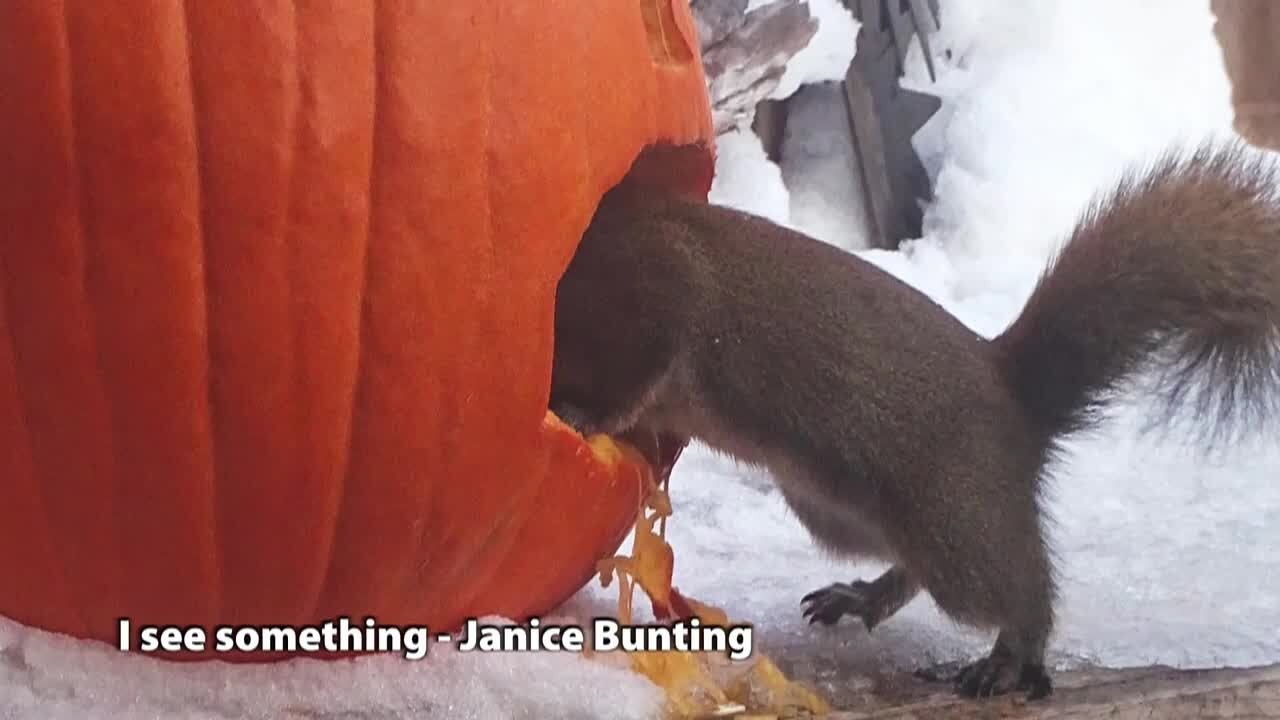 Picture Alaska! Moose, pumpkins, and sunrises - YouTube
