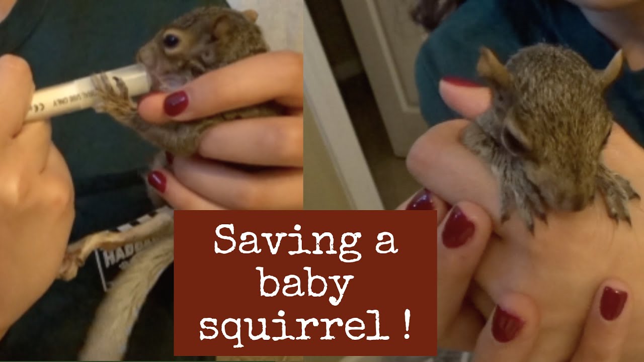 RESCUED! Baby squirrel fell from a tree | Our Labor Day | Natalya and ...