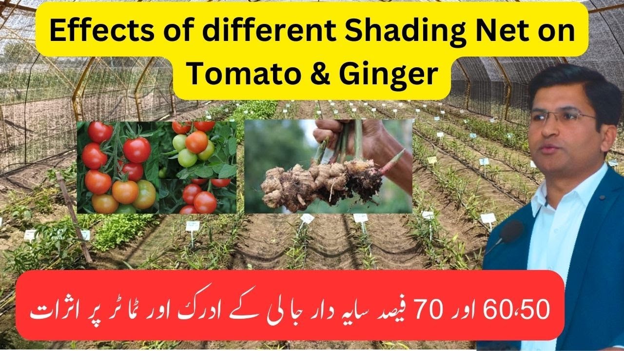 Exploring the Effects of Different Shading Nets on Tomato and Ginger ...