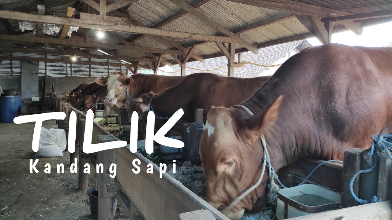 TILIK Kandang Sapi Palungan Unik Mas Jiso Bangelan Gunung Kawi - YouTube