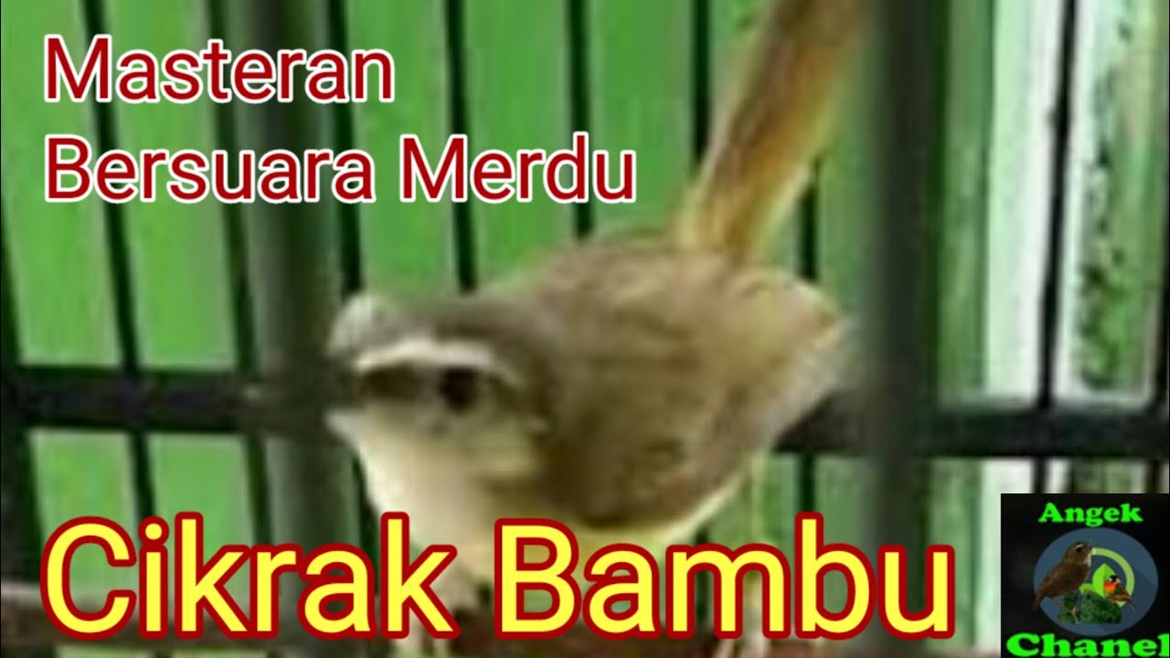 SUARA BURUNG CIKRAK BAMBU - YouTube