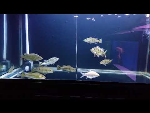 Pbass dan arwana Super Red