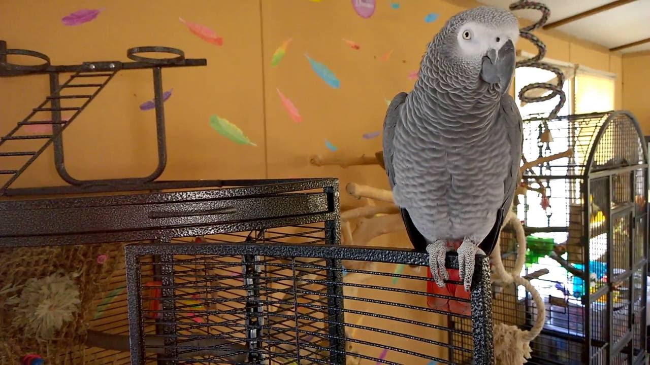 Parrot tour - YouTube