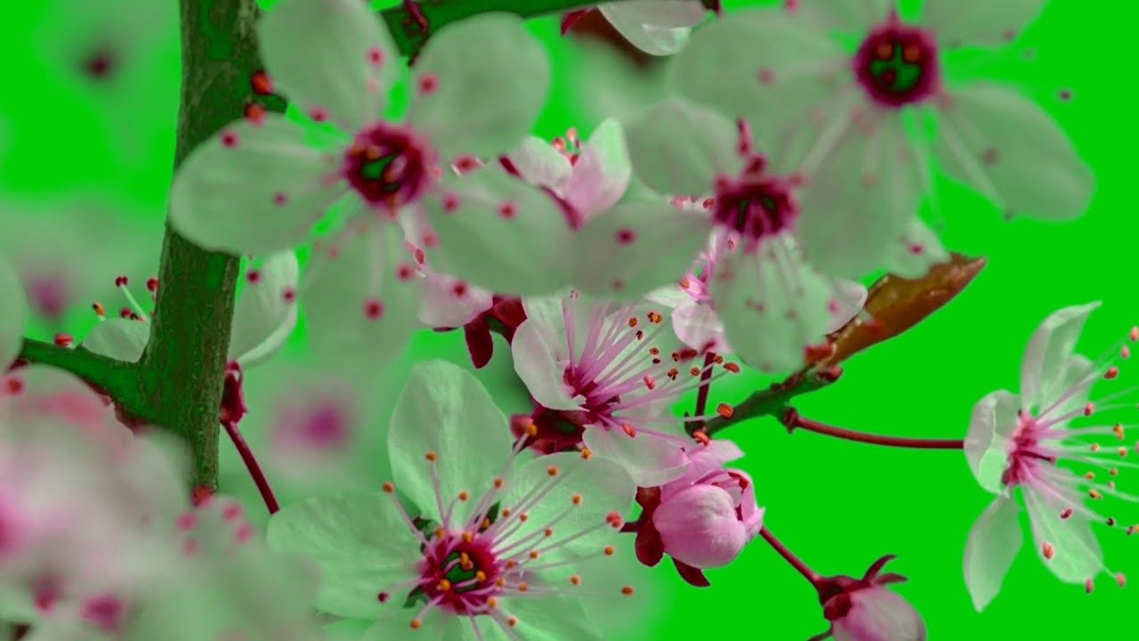 bunga green screen free download - YouTube