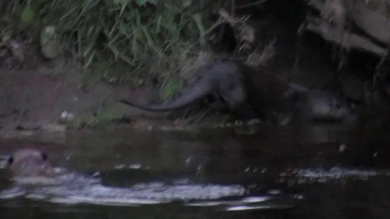 Two beavers chasing off an otter close to the beaver lodge. - YouTube