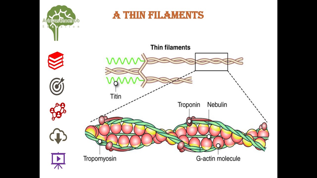 Actin Thin Filament Structure