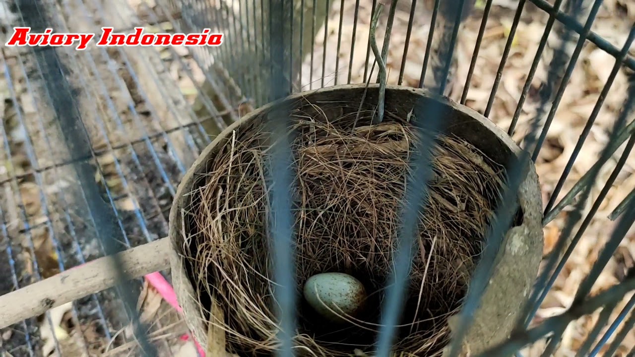 HASIL DARI KANDANG AVIARY BESAR/Kandang Semi alam.Anis kembang Telur ...
