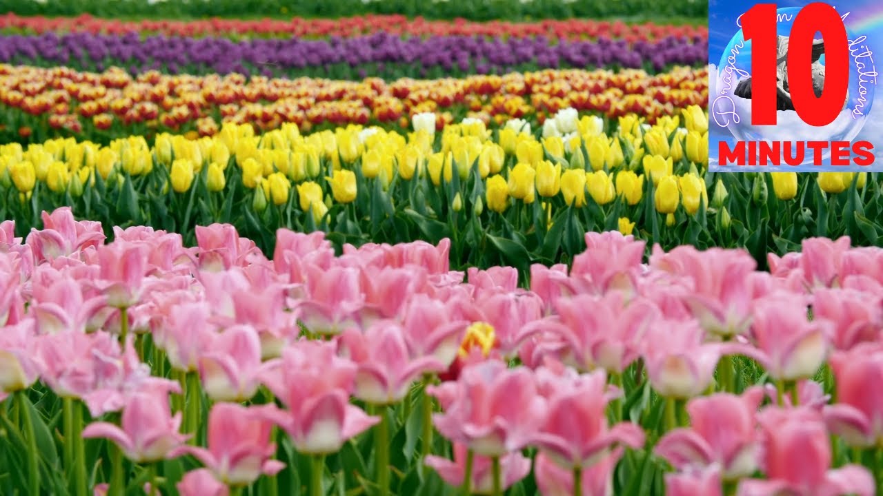 Flower Fields - 10 Minutes - Stunning, Natural & Calming To Relax ...