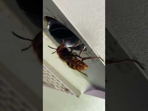 Do Rabid Wolf Spiders Eat Flies