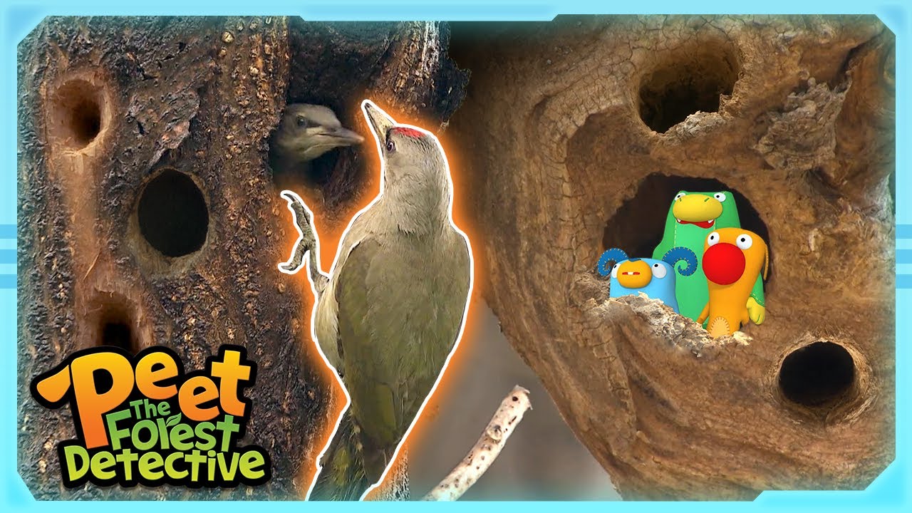 Sillly Woodpeckers & Giant Tree Holes | Full Episode | Cartoons for ...
