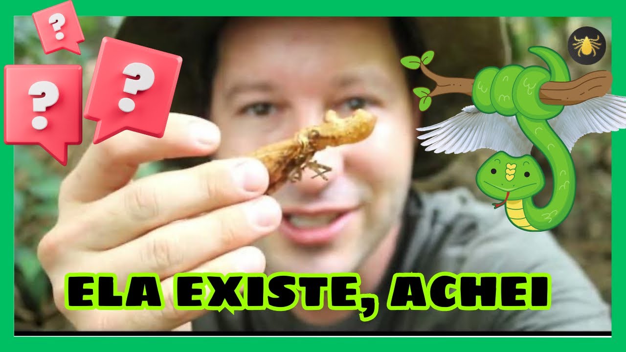 Descobrindo o Mistério da Cobra Voadora: Jequitiranamboia na Amazônia # ...