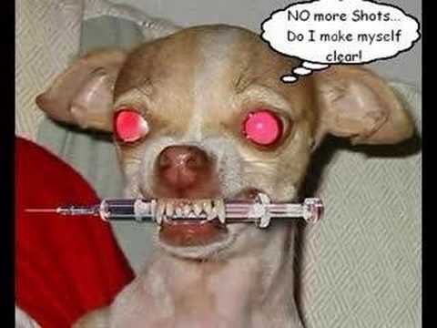 Funny Dogs #3 - YouTube