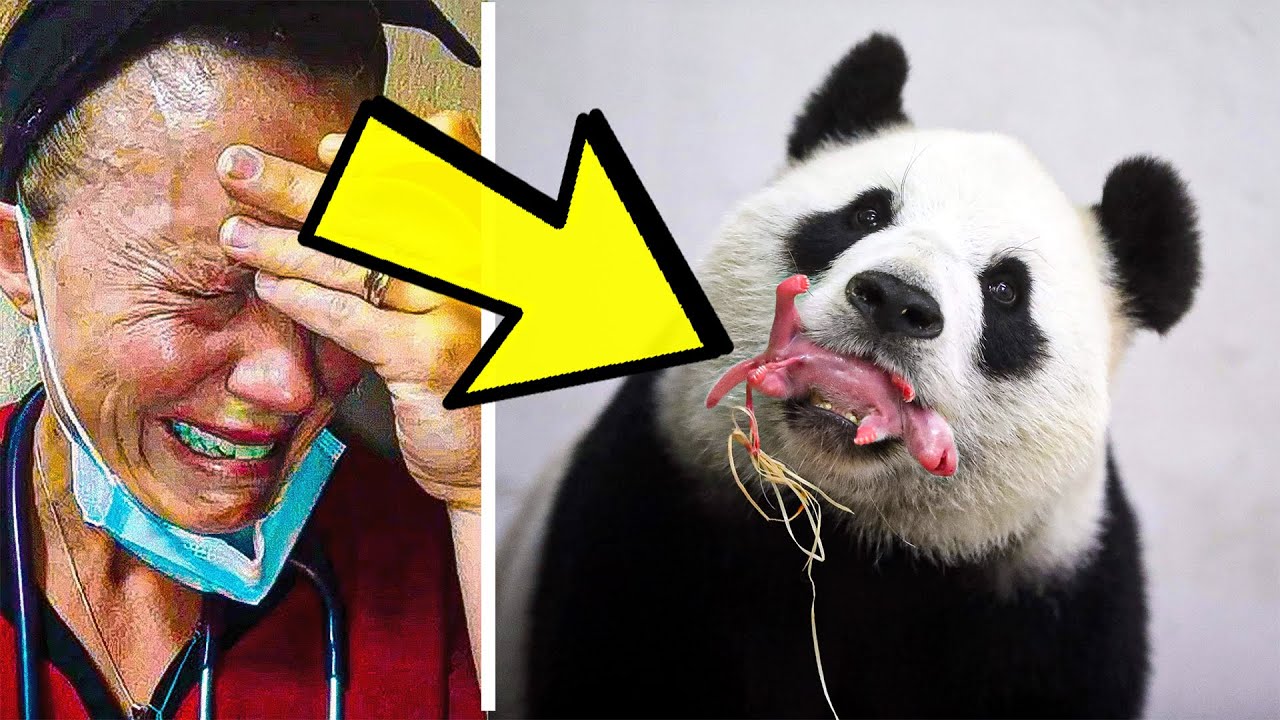 Vet Turns Pale as Panda Cradles Newborn in Her Jaws: "No, STOP!" - YouTube