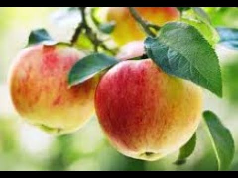 The Humble Apple Tree - YouTube